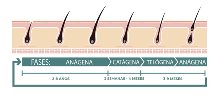 ¿Influyen las fases de crecimiento del cabello en la caída?