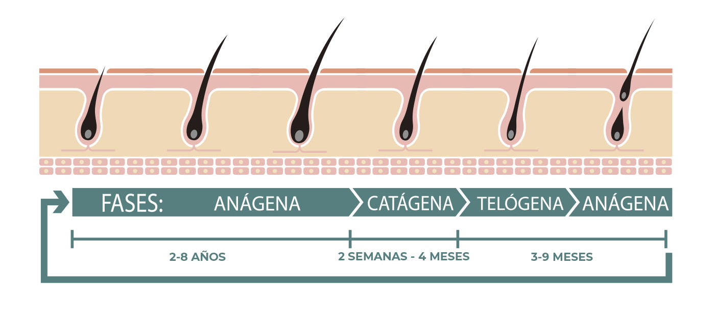 ¿Influyen las fases de crecimiento del cabello en la caída?